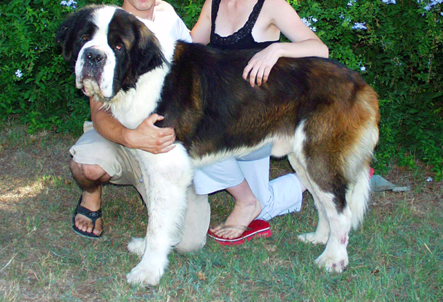 Gentle Giants Rescue and Adoptions